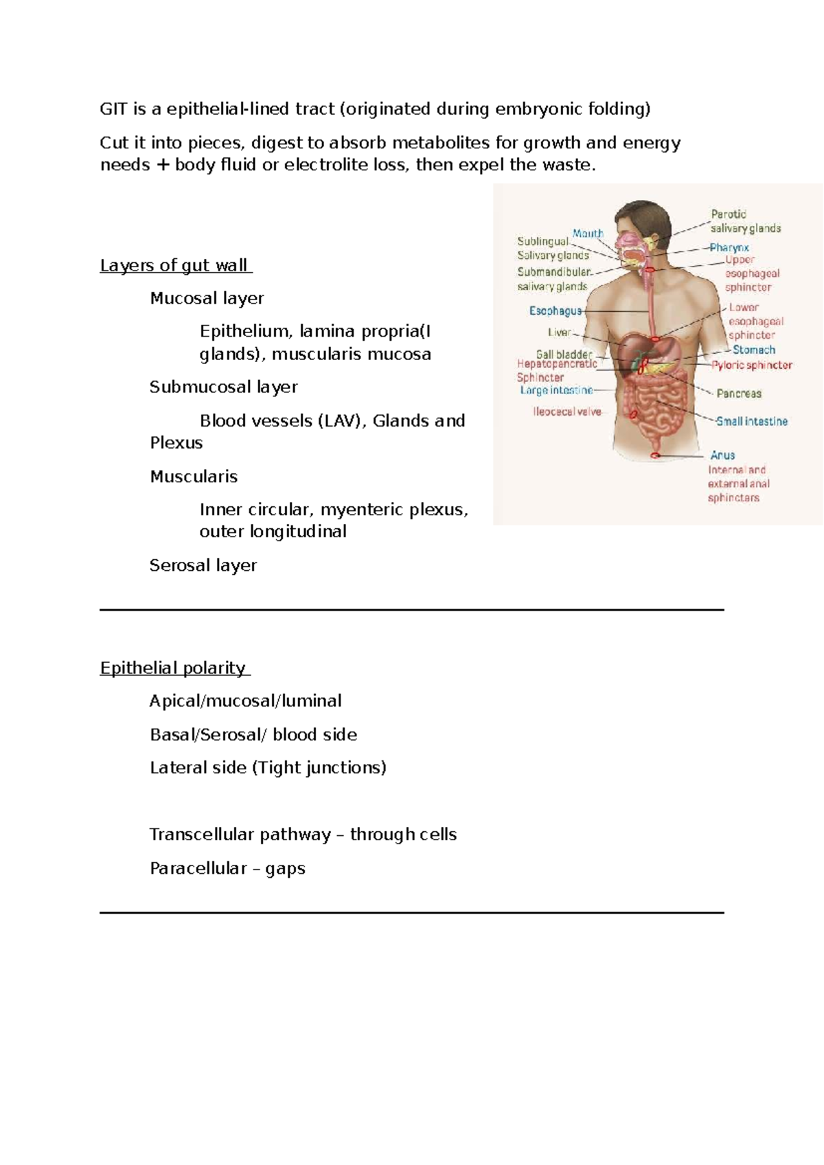 Gut - Lecture Notes on Structure and Function of the Digestive System ...
