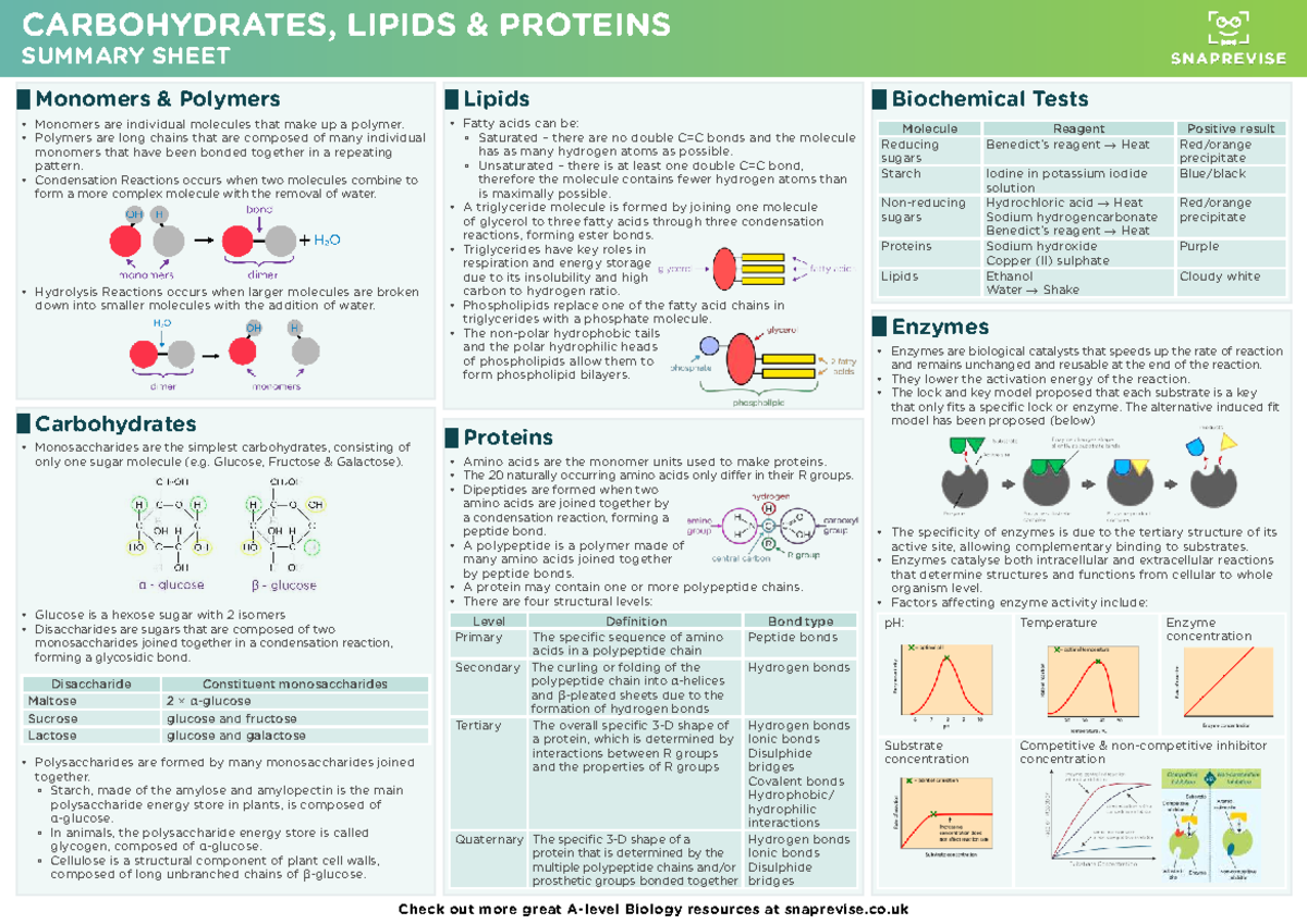 AQA A Level Biology Cheat Sheet: Biological Molecules Summary - Studocu