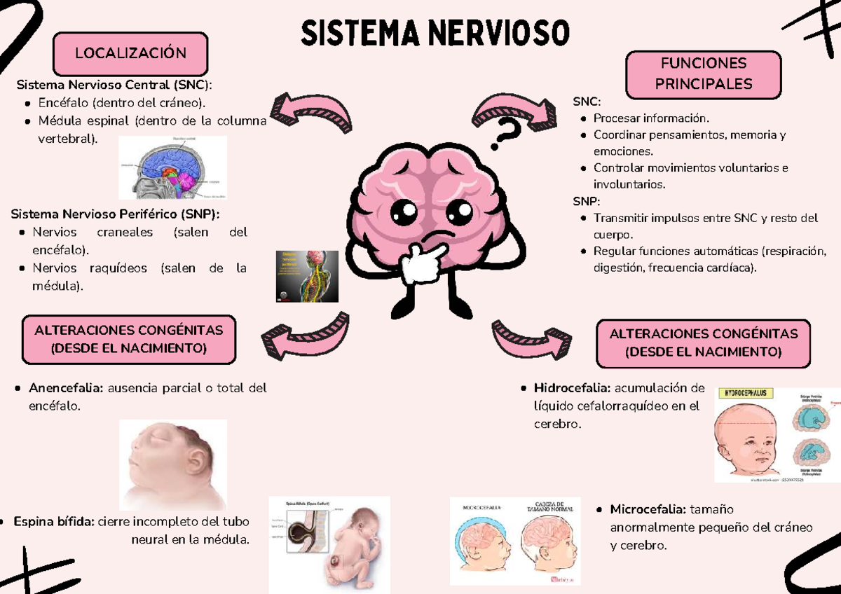 Organizador Gráfico: Mapa Mental sobre el Sistema Nervioso (SNC/SNP ...