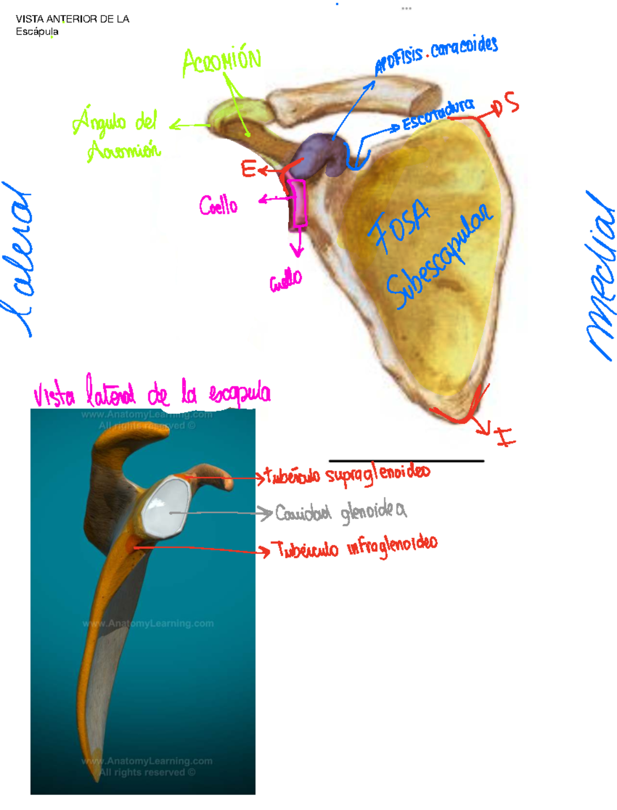 Anatomía de la Escápula: Estructuras y Ángulos Clave - Studocu