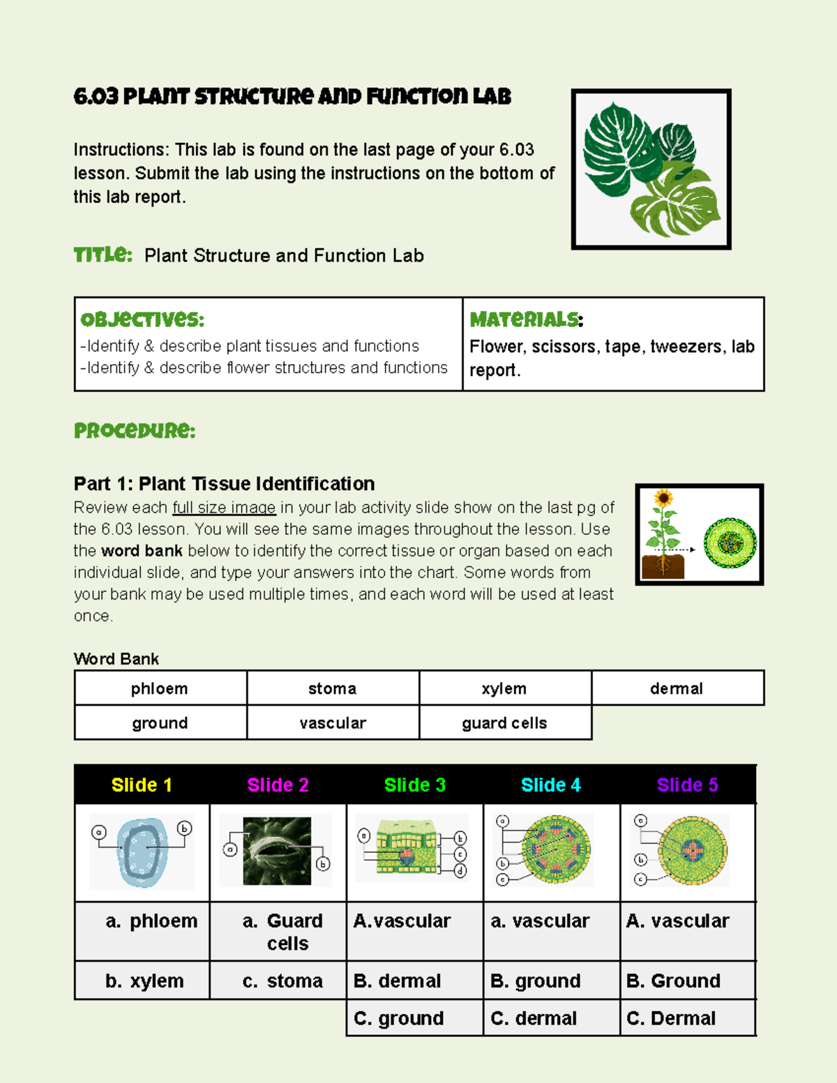 Lab Report for 6.03 - Version 23 - 6 Plant Structure and Function Lab ...