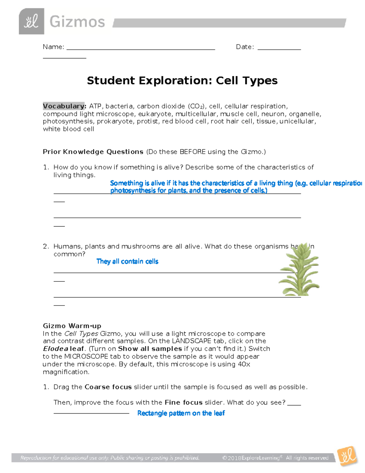 Gizmos Cell Types Exploration: Understanding Cellular Structures and ...