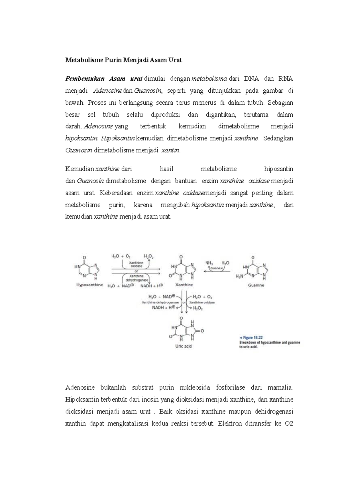 Metabolisme Purin dan Pembentukan Asam Urat pada Manusia - Studocu