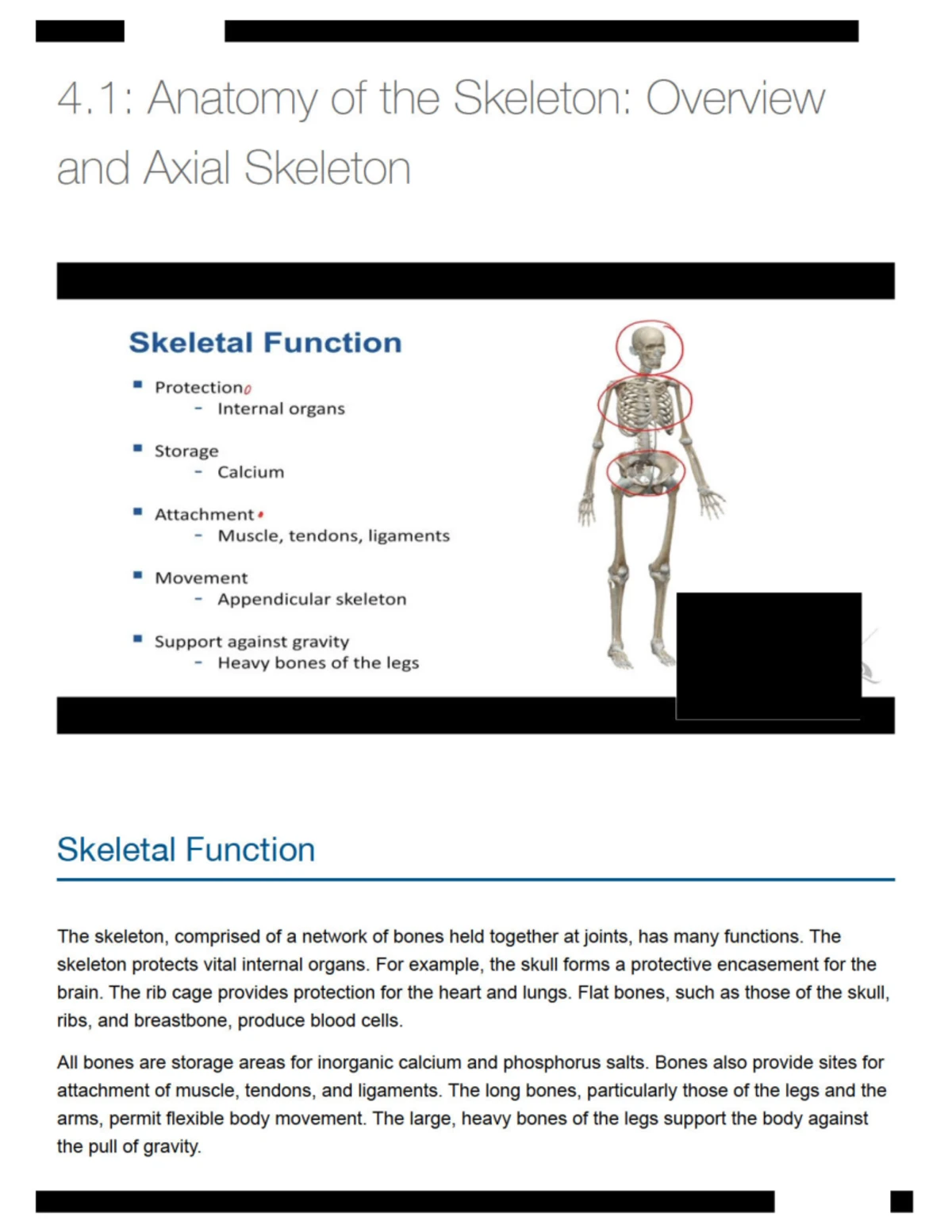 Anatomy of the Appendicular Skeleton: Essential Human A&P I w Lab - Studocu