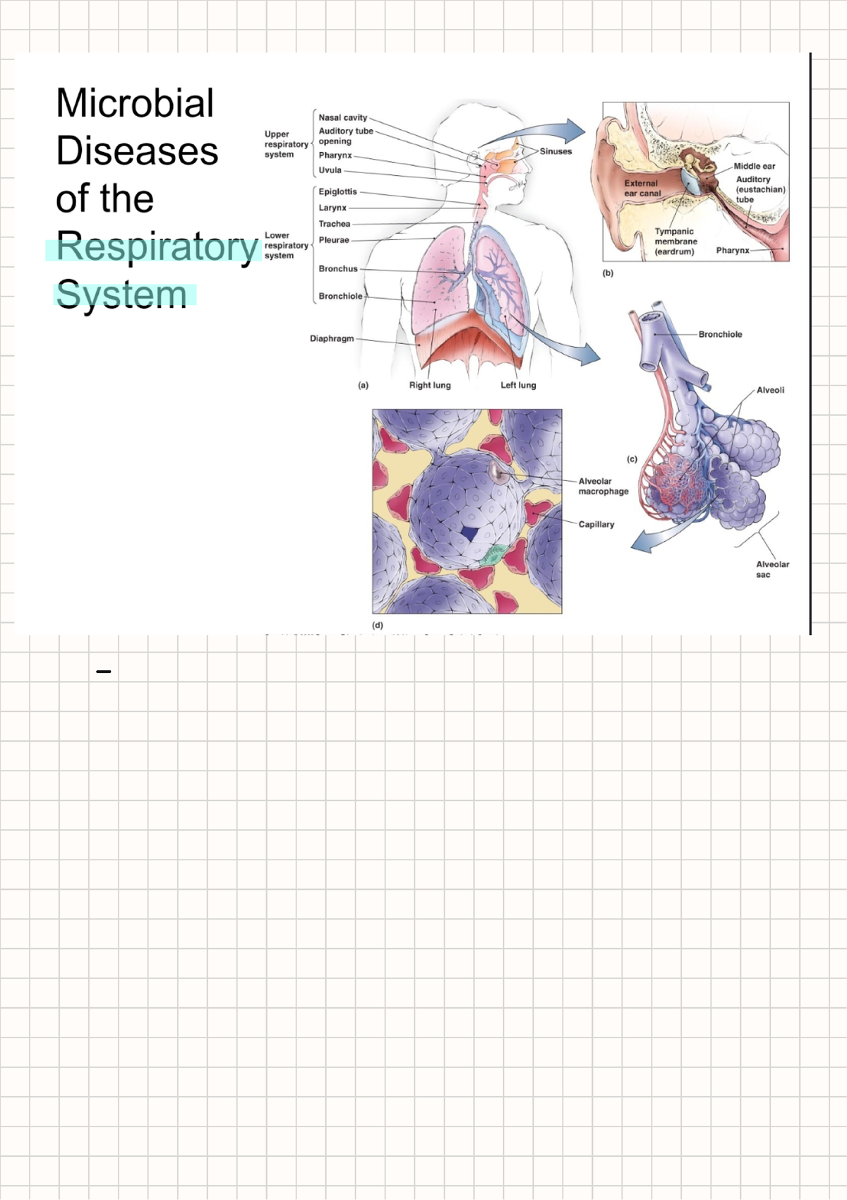 Respiratory System - slide - Microbial Nasal cavity Upper Auditory tube ...