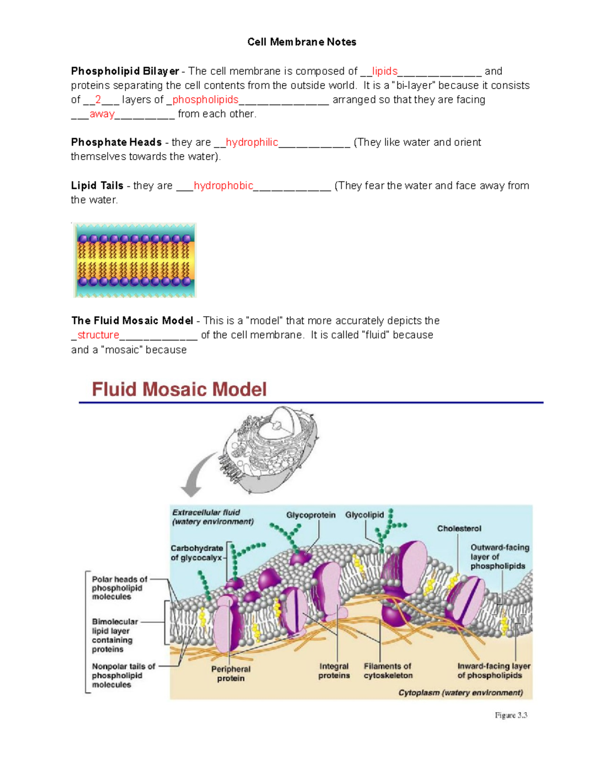 Cell Membrane Notes: Structure, Movement, and Transport Mechanisms ...