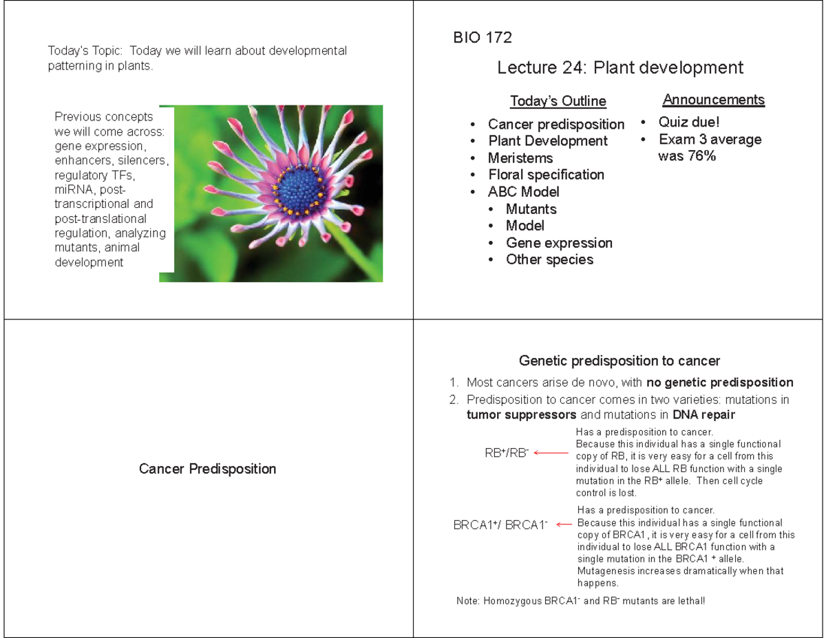 Bio 172: The ABC Model of Floral Organ Development in Plants - Animal ...