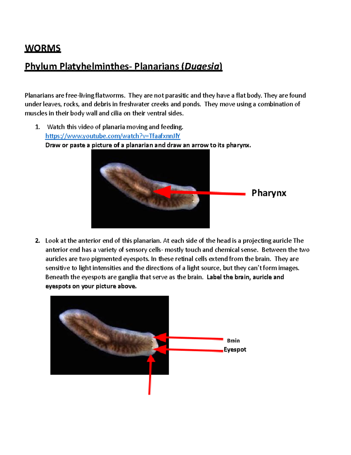 Worms online lab - WORMS Phylum Platyhelminthes- Planarians ( Dugesia ...