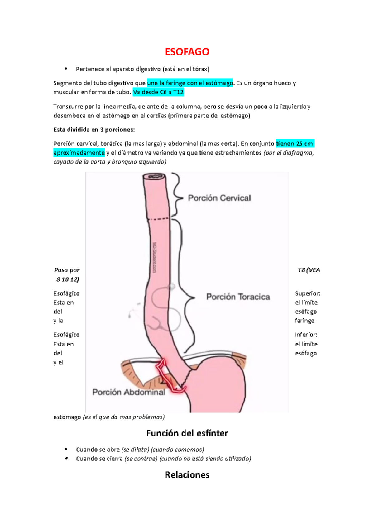 Esofago - Esófago - ESOFAGO Pertenece al aparato digestivo (está en el ...