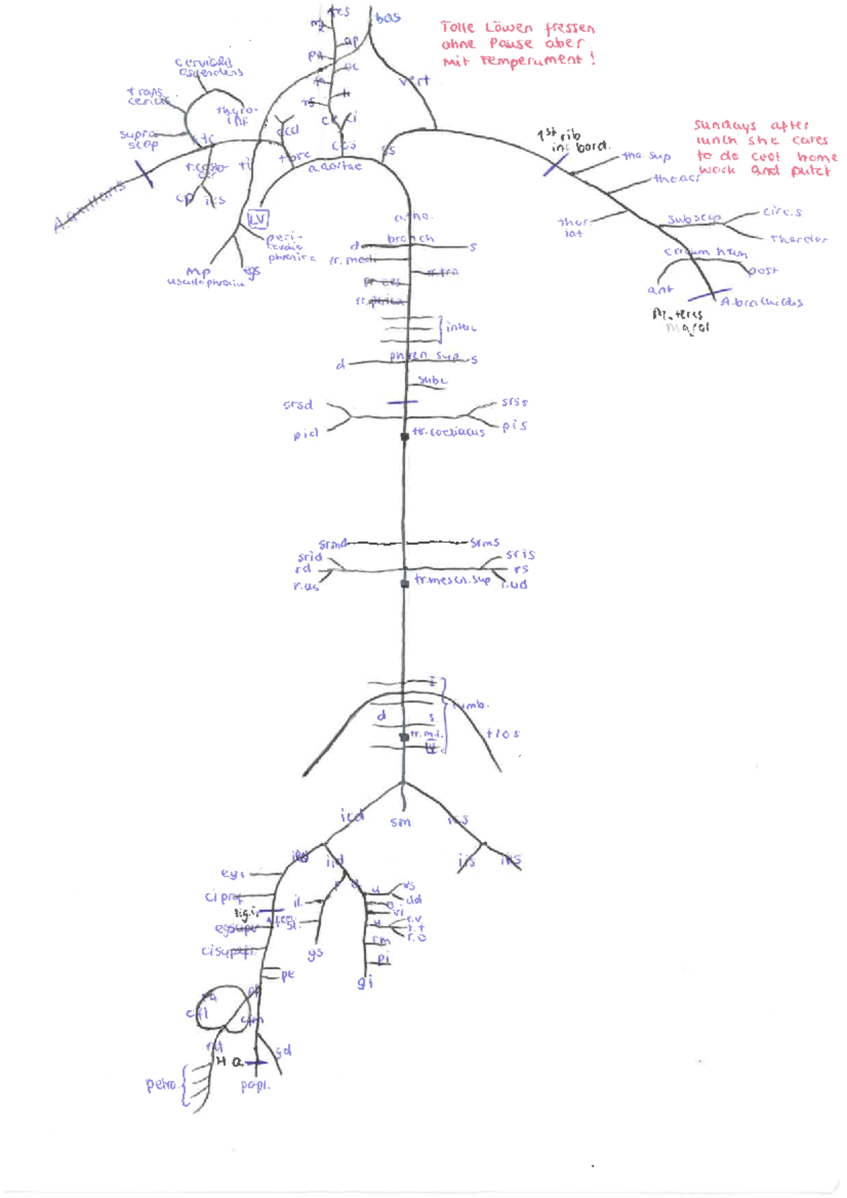 Fundamentals of Cardiovascular Systems and Functions - Studocu