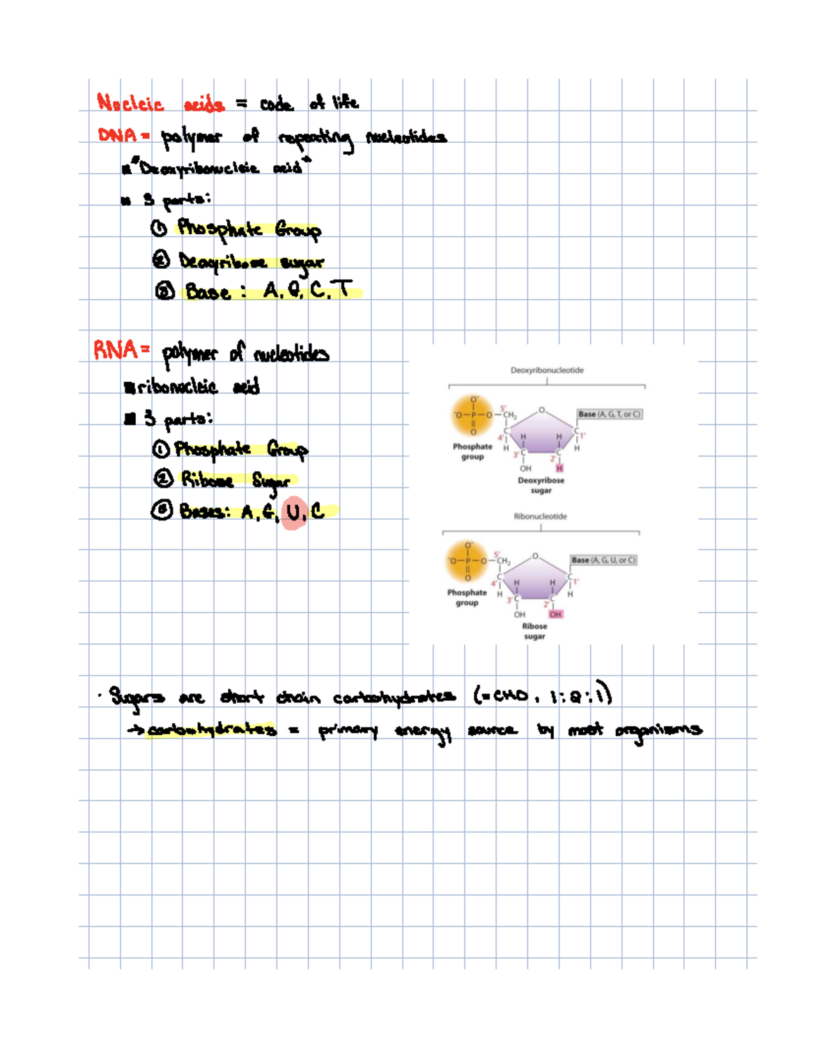 DNA and RNA Structure: Principles of Nucleic Acids & Replication - Studocu