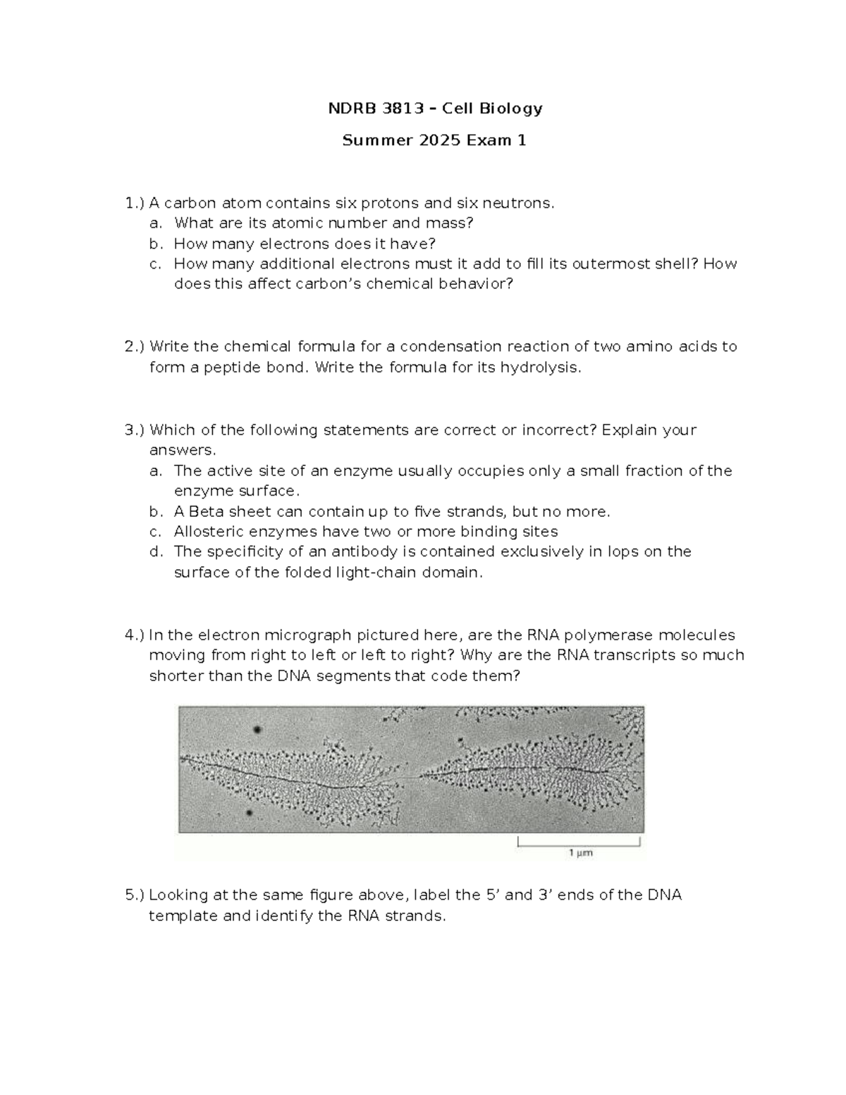 NDRB 3813 Cell Biology Summer 2025 Exam 1 Study Guide - Studocu