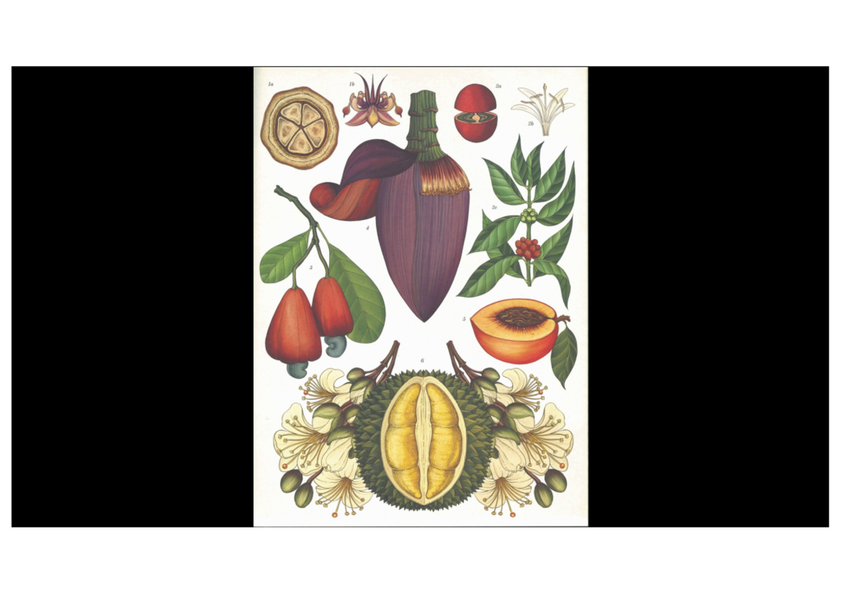 Secundaire Celwand Van Planten