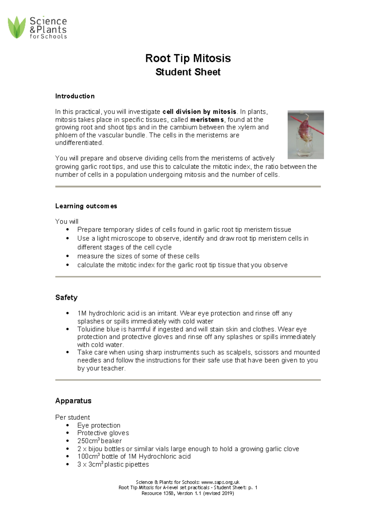 SAPS A-Level Root Tip Mitosis Practical: Student Instructions Sheet ...
