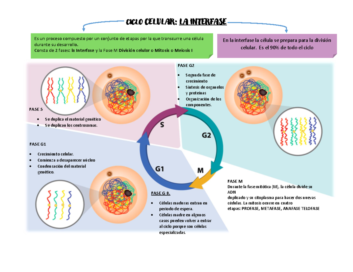 Ciclo Celular-interfase - CICLO CELULAR: LA INTERFASE En la interfase ...