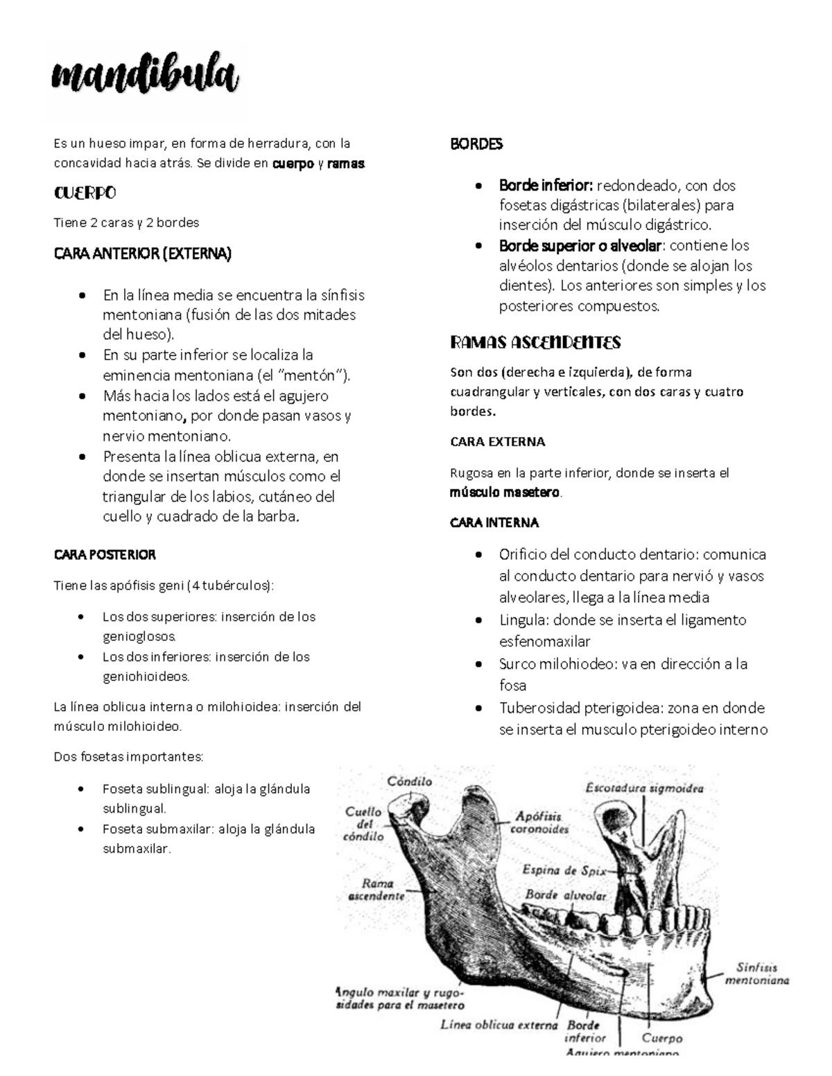 Anatomía de la Mandíbula: Estructura y Funciones - Studocu