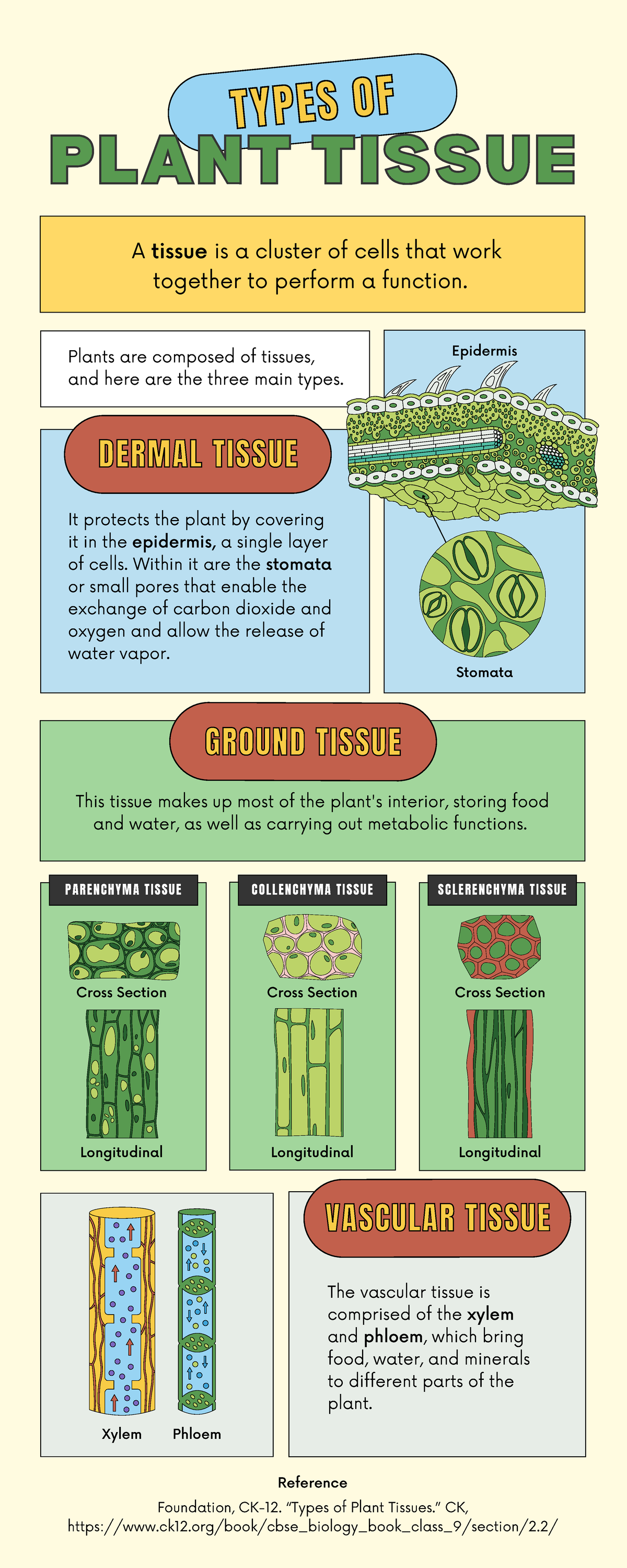 Types of Plant Tissues: A Study on Dermal, Ground, and Vascular Tissues ...