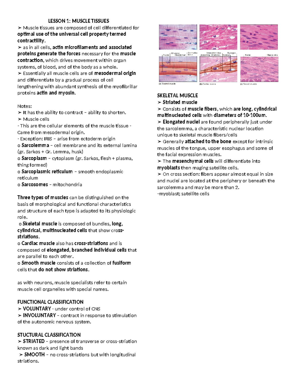 HIS 101 - LECTURE MIDTERM NOTES ON MUSCLE AND INTEGUMENTARY SYSTEMS ...