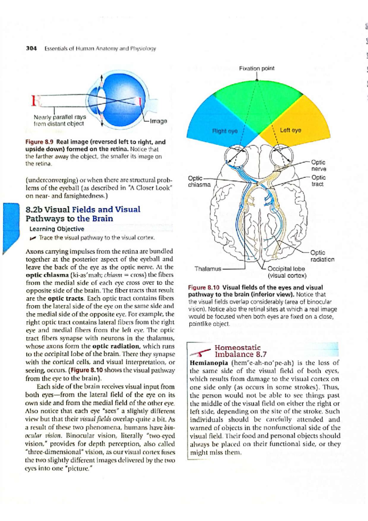 304 Essentials of Human Anatomy and Physiology: Vision and Eye Function ...