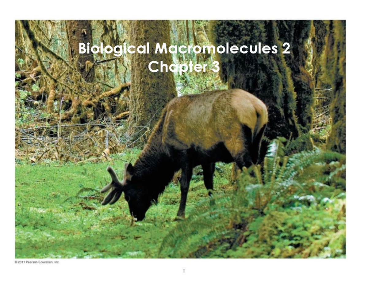 Biological Macromolecules 2 - Chapter 3 Lecture Notes (F2025) - Studocu