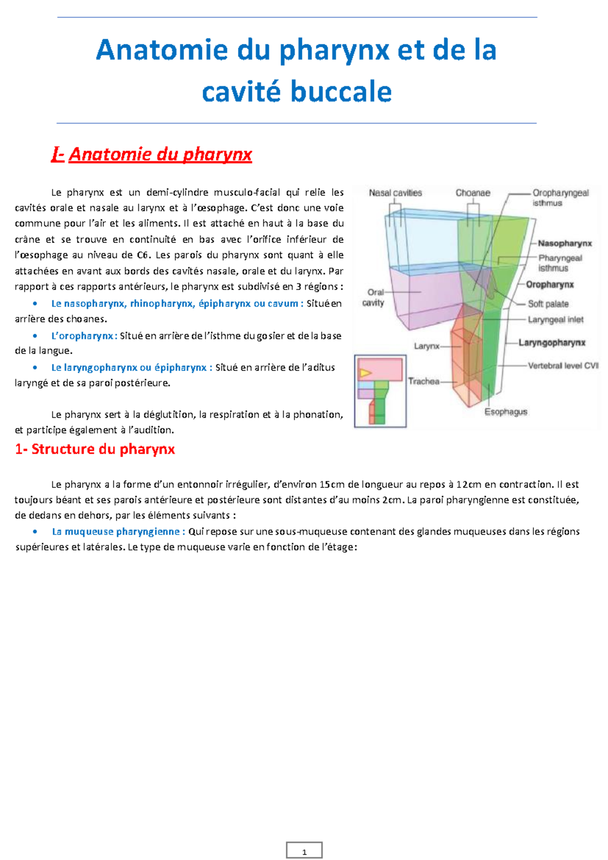 Anatomie du pharynx et cavité buccale en ORL - Notes de cours - Studocu