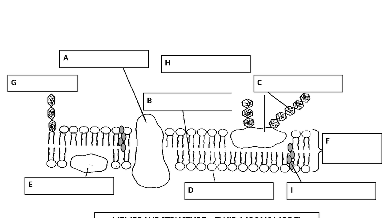 Cell Membrane Fluid Mosaic Worksheet - F A C B D E C D I E A F H B ...