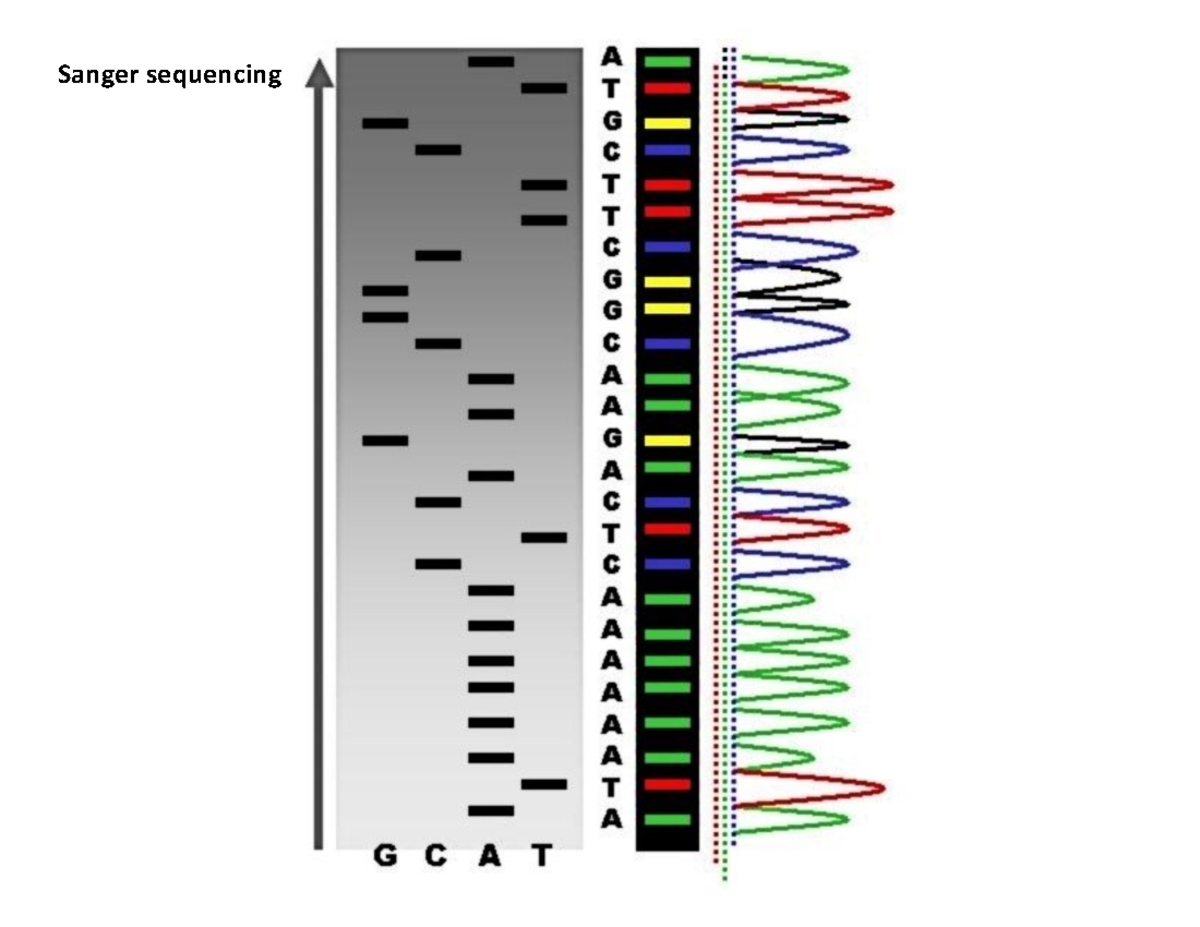 Illumina Sequencing Techniques in High-Throughput Genomic Analysis ...