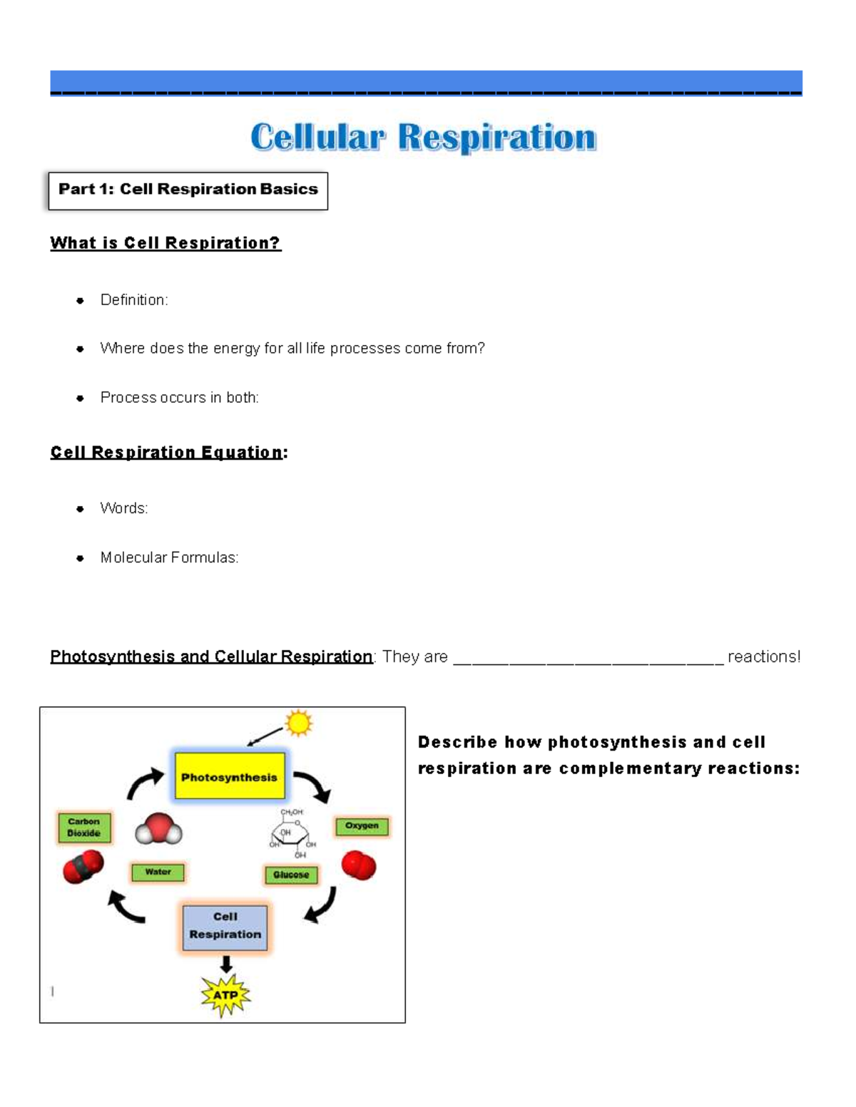 Revamped NYSSLS Cellular Respiration Guided Notes: Key Concepts - Studocu