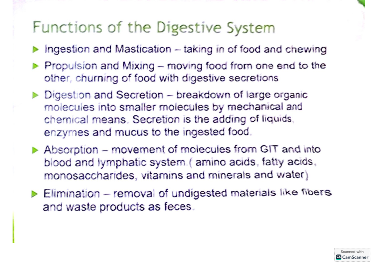 Digestive System - hope it helps - Functions of the Digestive System ...
