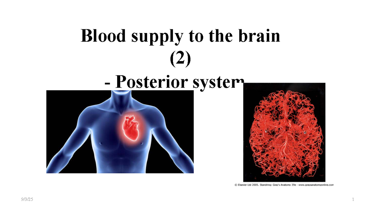 Vertebrobasilar System Overview: Anatomy & Function of Brain Blood ...