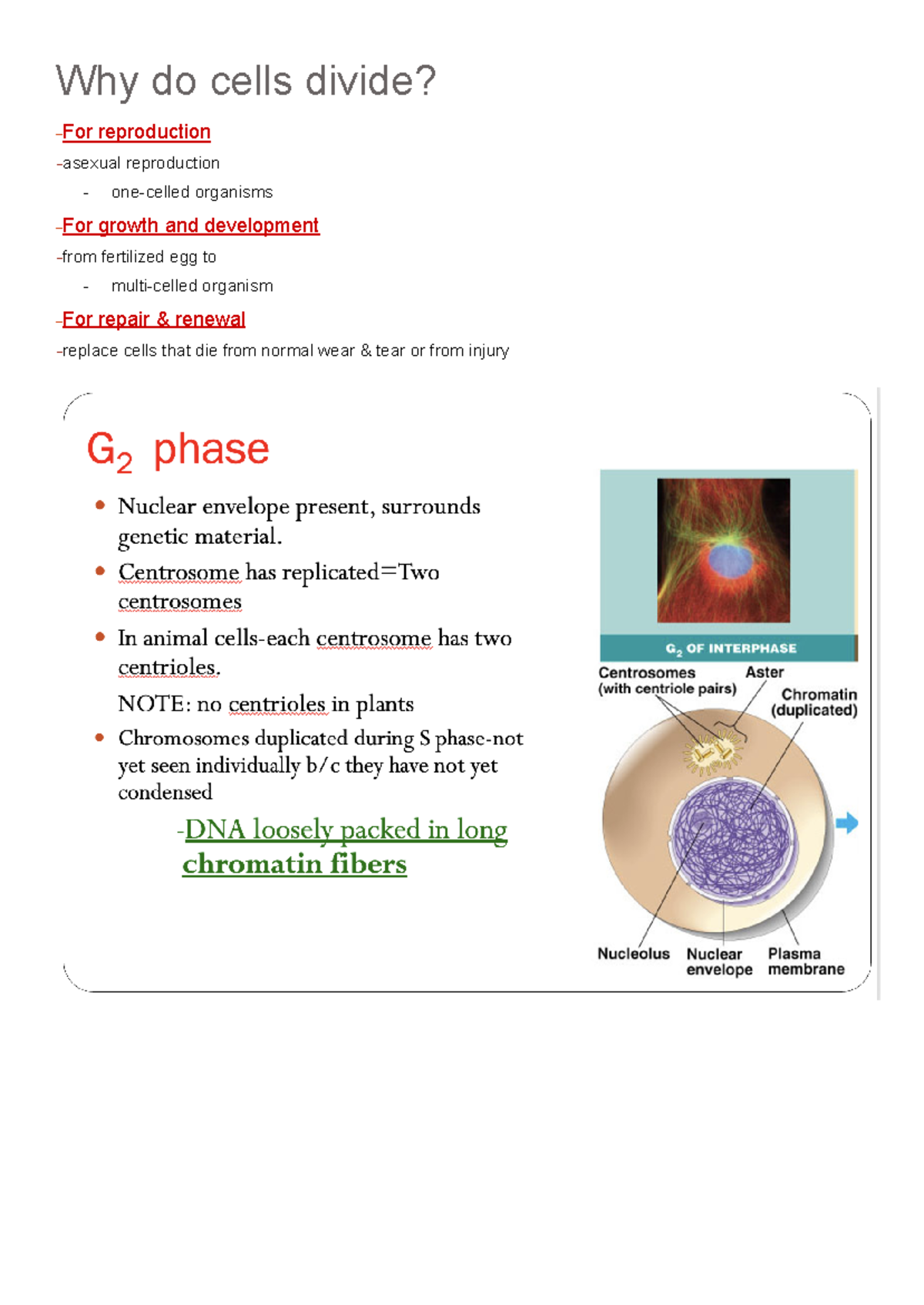Ch 9 bio - quiz prep - important information - Why do cells divide? For ...