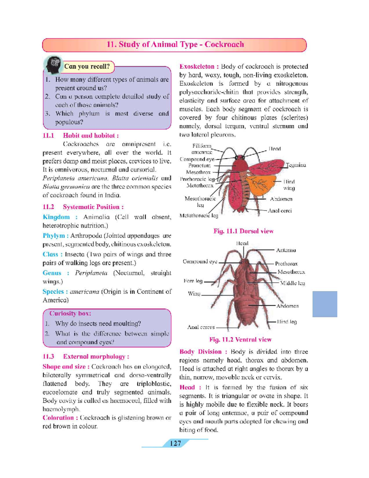 Study of Animal Type Cockroach (Biology 11) - Detailed Overview - Studocu