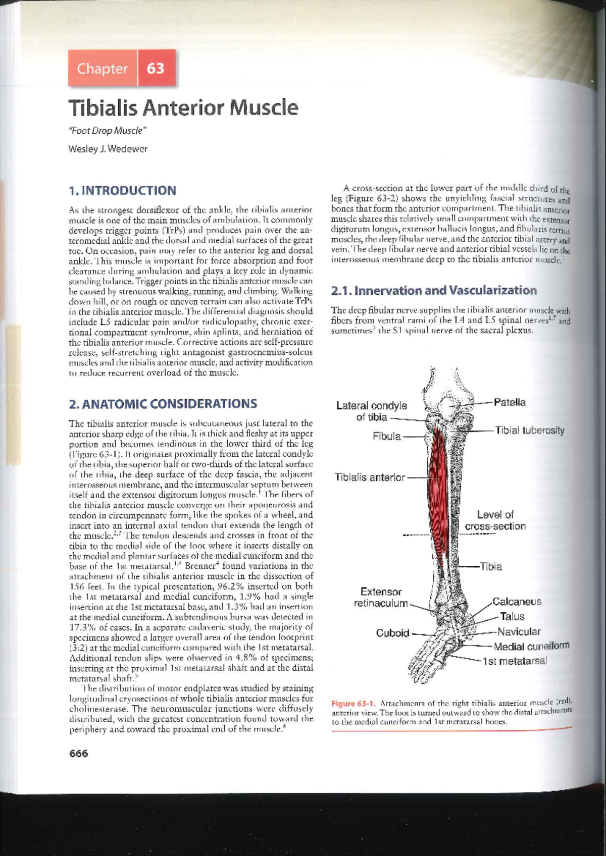 Tibialis Anterior Muscle: Anatomy, Function, and Trigger Points - Studocu