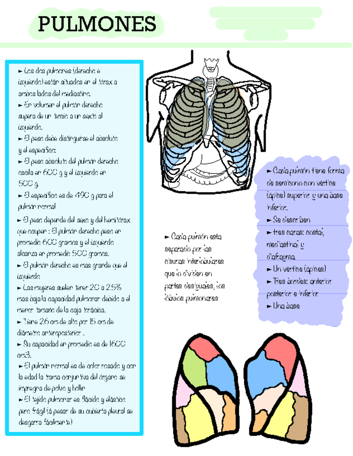 ANATOMÍA Pulmones - PULMONES Los dos pulmones (derecho e izquierdo ...