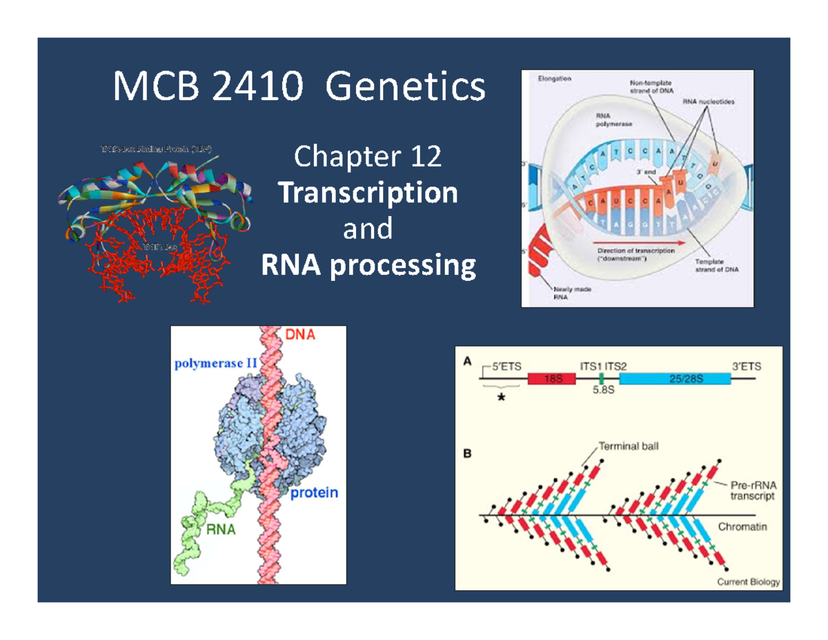 MCB 2410 Genetics Chapter 12: RNA Transcription & Processing - Studocu