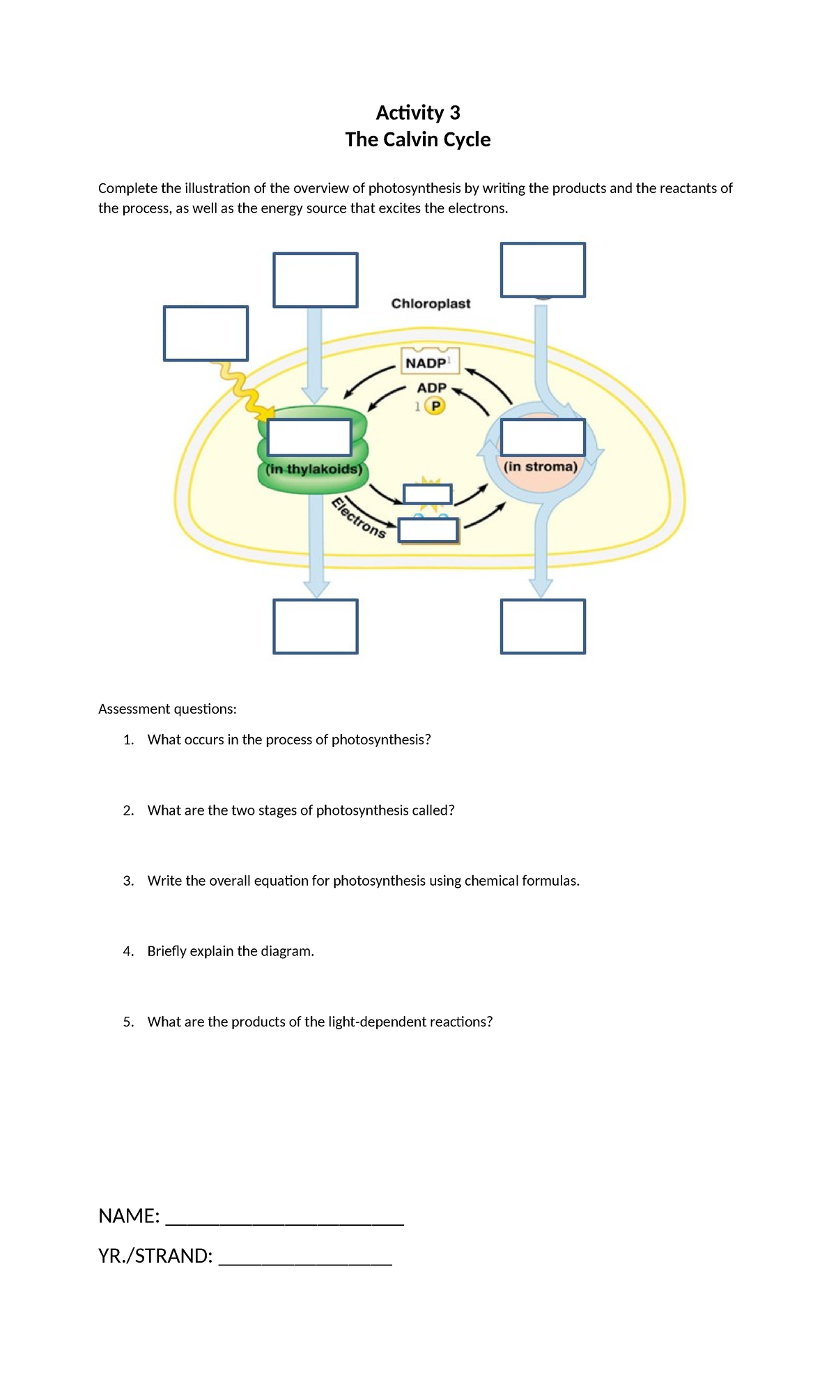 Activity 2-light dependent reaction - Activity 3 The Calvin Cycle ...