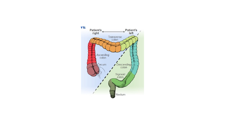 Abdomen Quads w organs - NR-226 - VE right left Transverse colon ...
