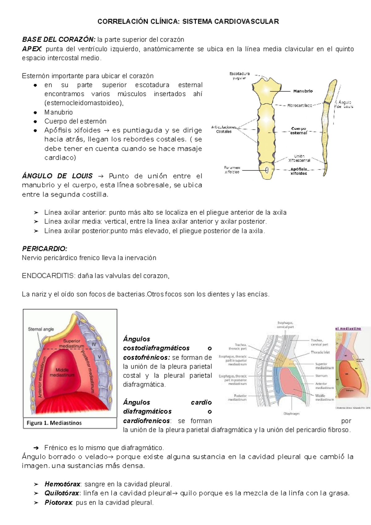 Correlación Clínica del Sistema Cardiovascular: Anatomía y Funciones ...