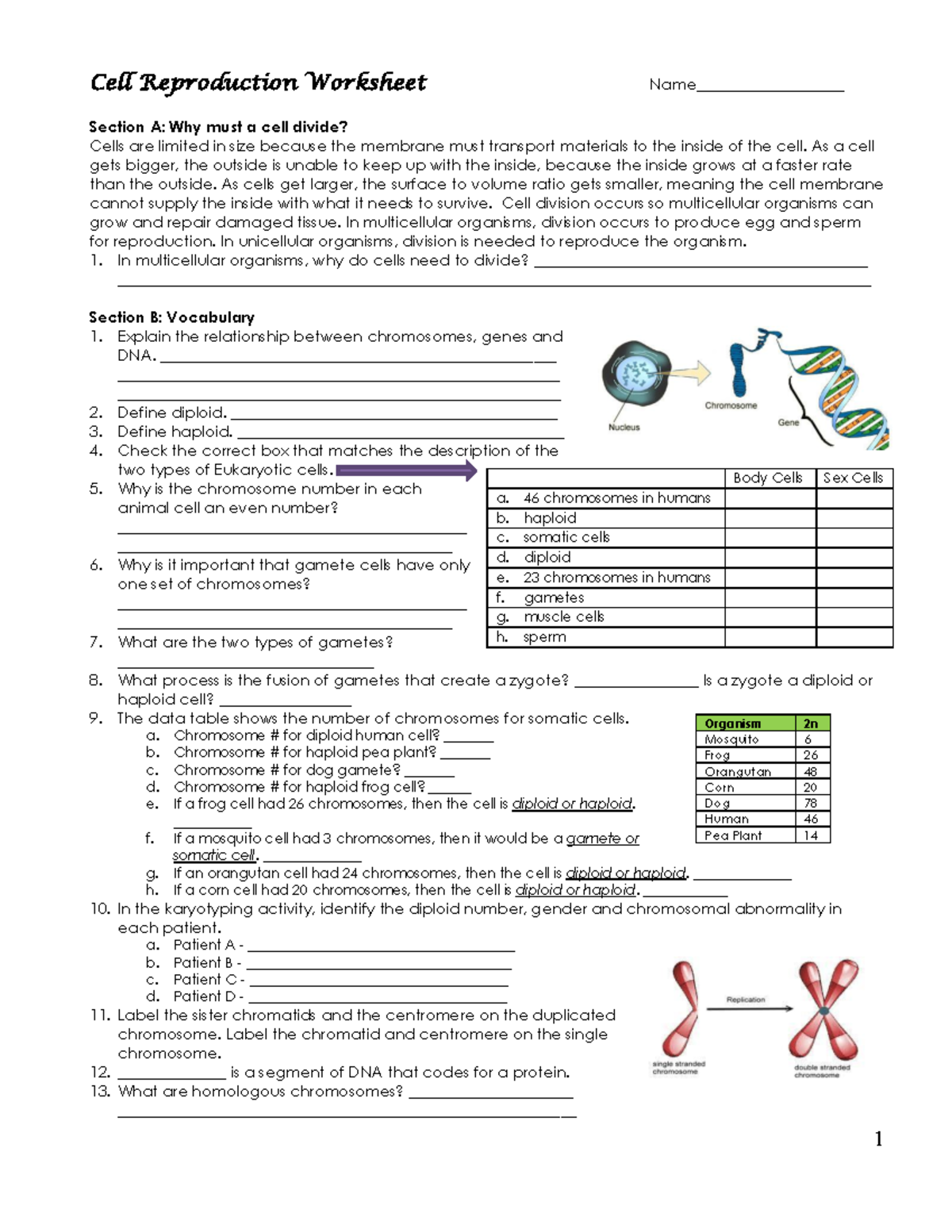 Cell Cycle Worksheet: Understanding Cell Division and Reproduction ...