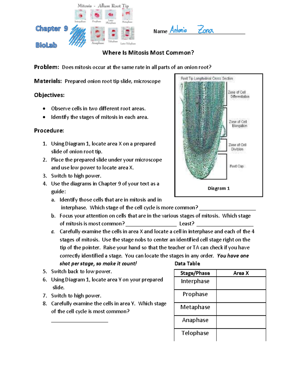 9.2 Lab: Investigating Mitosis Rates in Onion Root Tips - Studocu