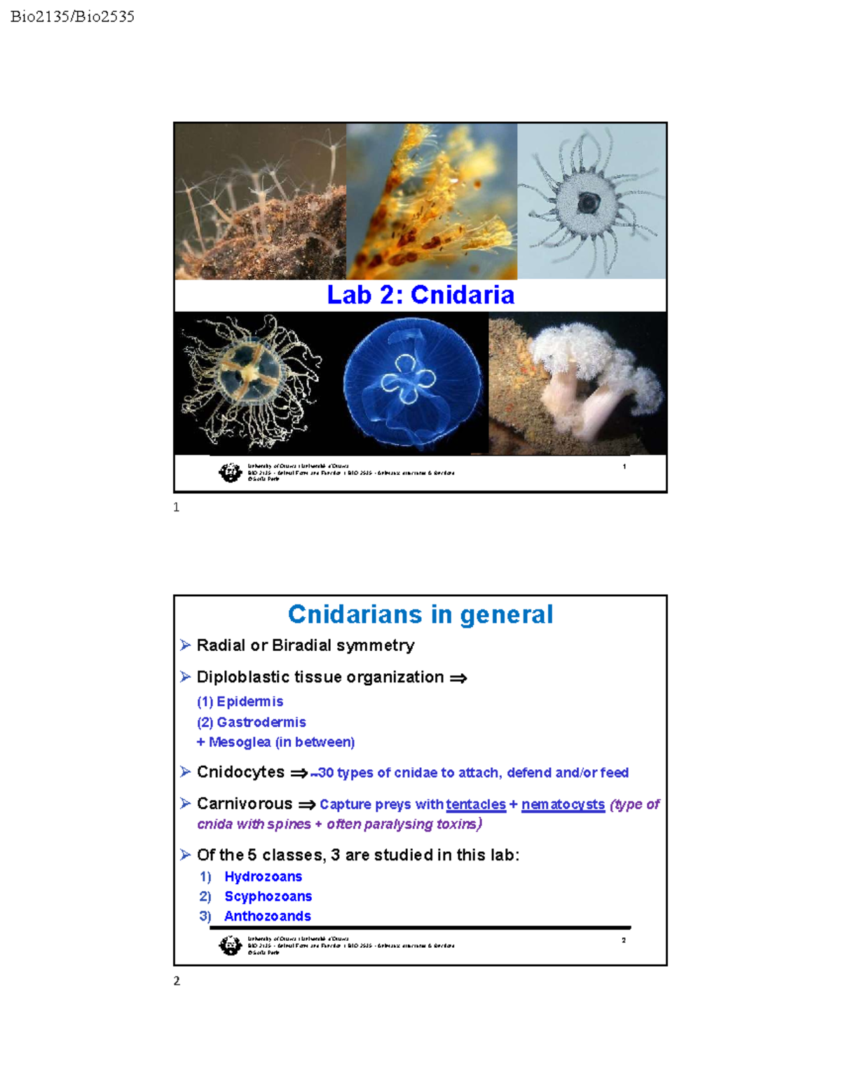 Lab 2: Cnidaria Overview for BIO 2135 Animal Form and Function - Studocu