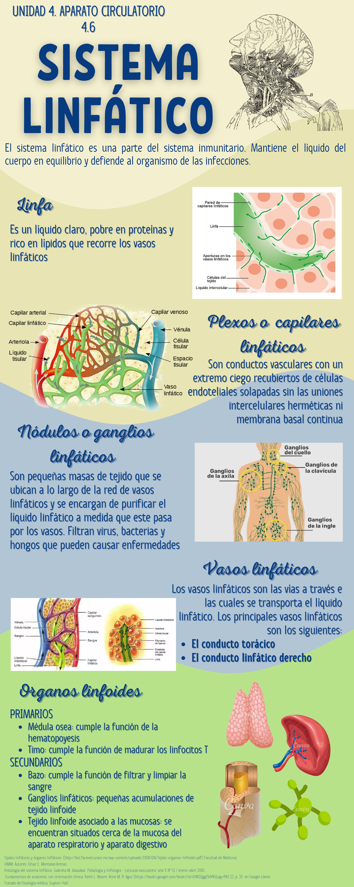 Diagrama De Vasos Linfaticos