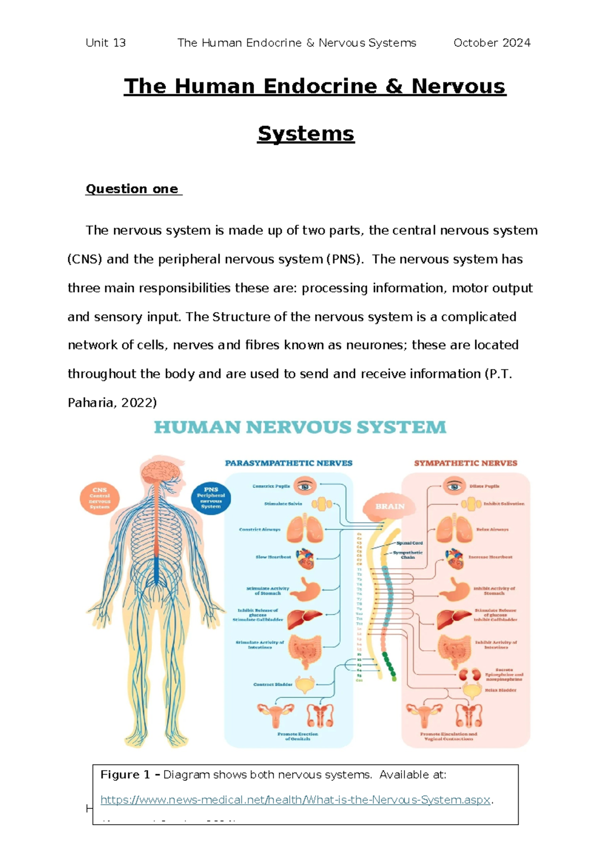 Unit 13 - The human endocrine ^0 nervous systems - The Human Endocrine ...
