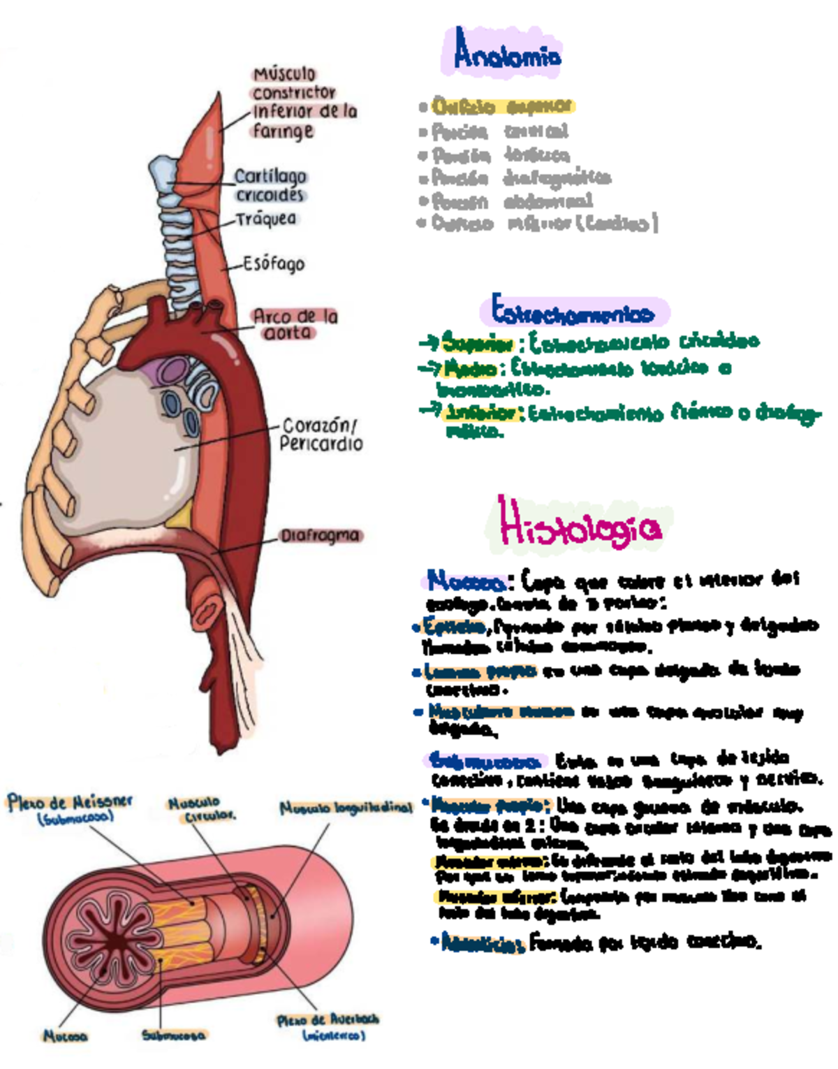 Capas De La Anatomía Del Esófago