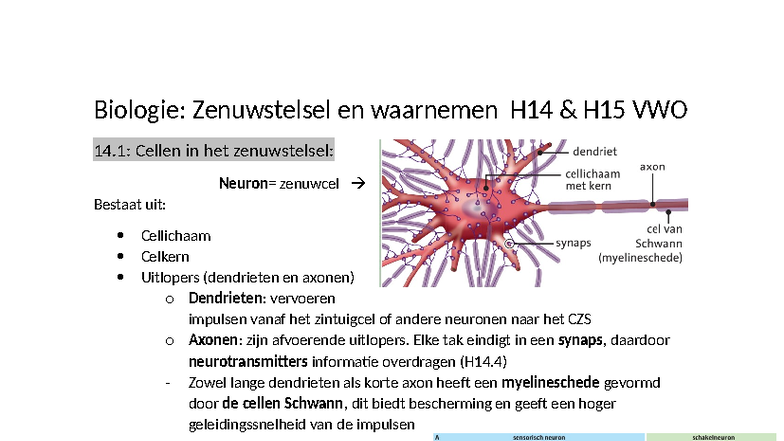 Biologie H14 en H15: Samenvatting Zenuwstelsel en Waarnemen VWO ...