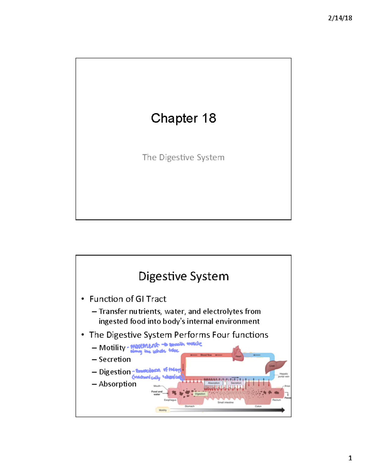 Chapter 18: Smooth Muscle Mechanics in Digestion (Fundamentals - Sec 4 ...