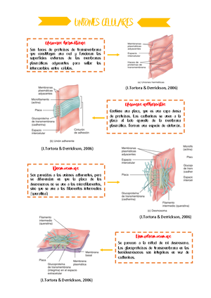 Método de Hanlon: Herramienta para Priorizar Problemas de Salud - Studocu