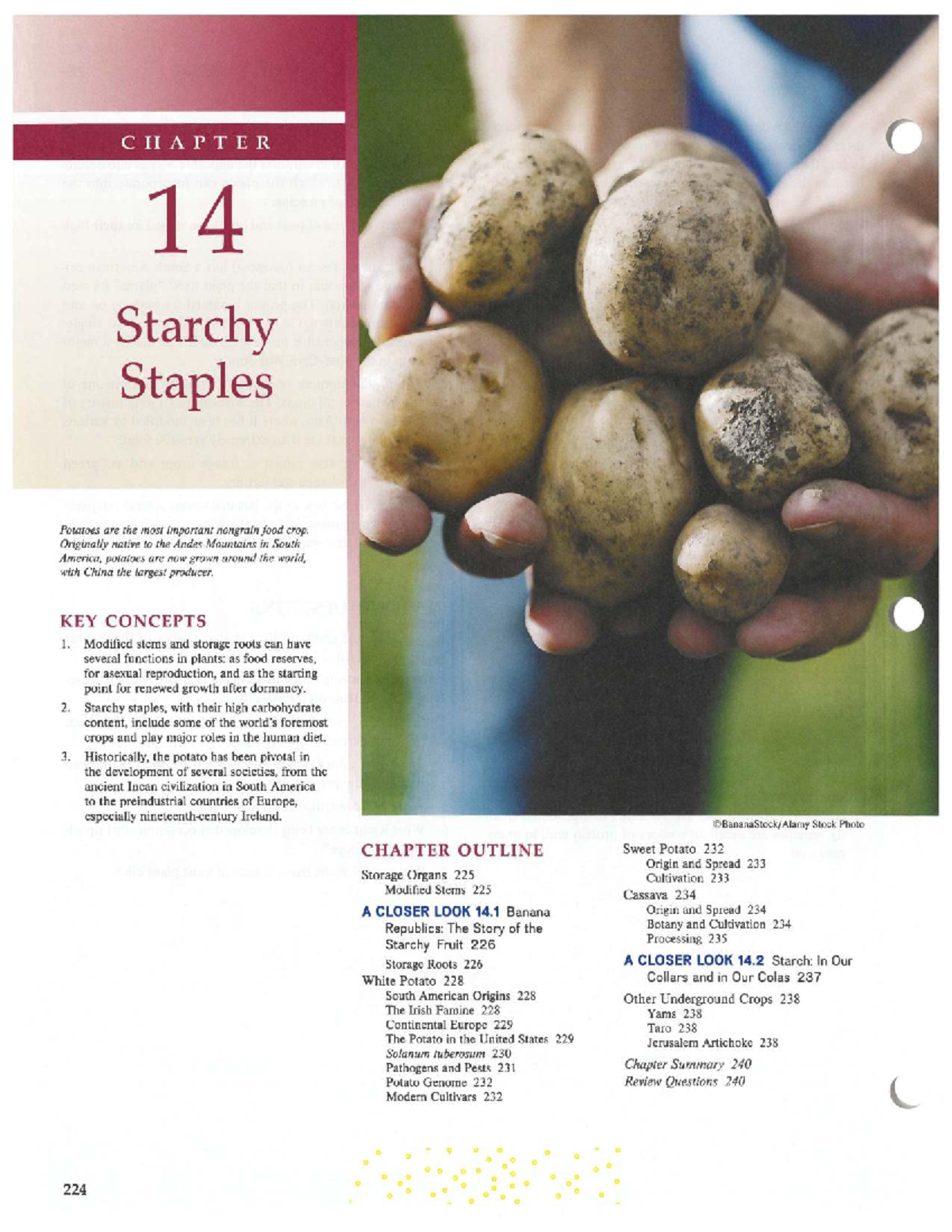 Starchy Staples: Potatoes, Sweet Potatoes, and Cassava Cultivation (BIO ...