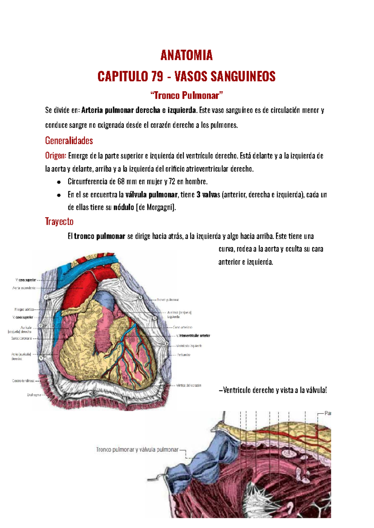 Resumen de Anatomía: Capítulos 79 y 80 - Vasos Sanguíneos (Latarjet ...