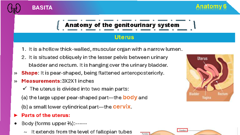Anatomy 6 BASITA: Overview of the Genitourinary System and Uterus - Studocu